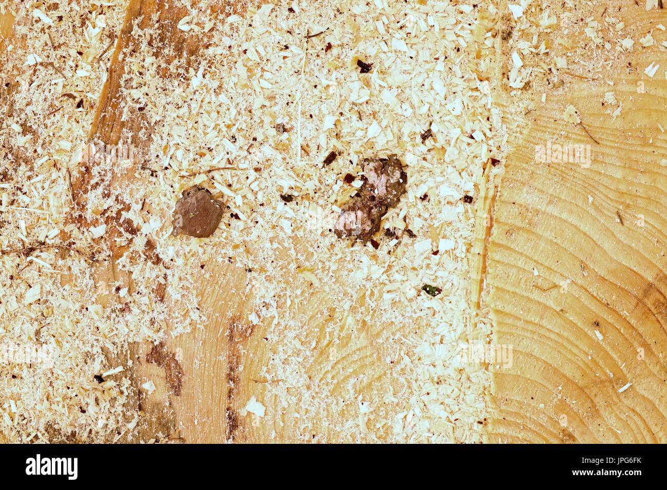 Cut alder tree with annual ring, saw dust and pieces of bark. Detail of ...