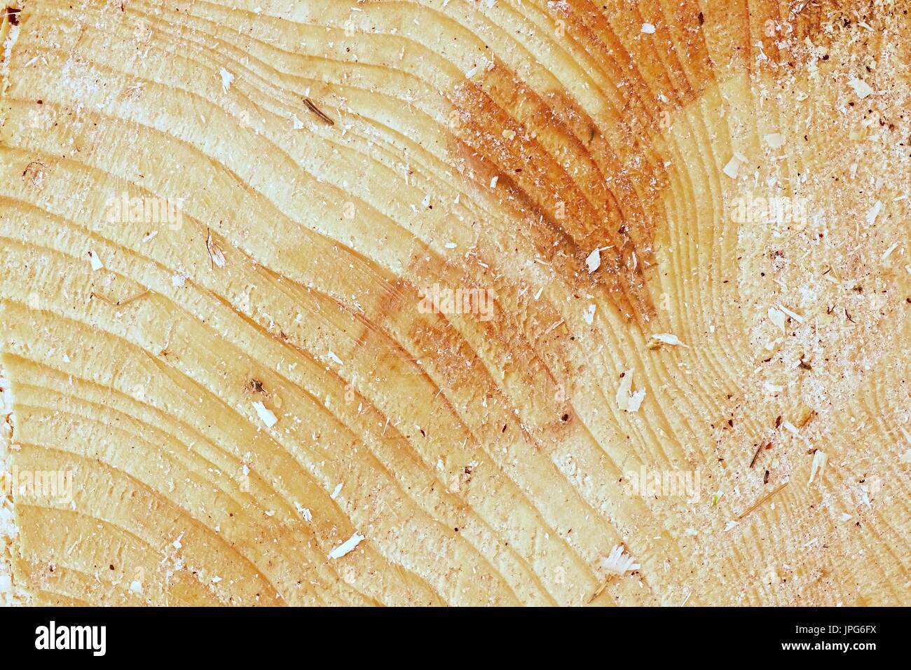Cut alder tree with annual ring, saw dust and pieces of bark. Detail of ...