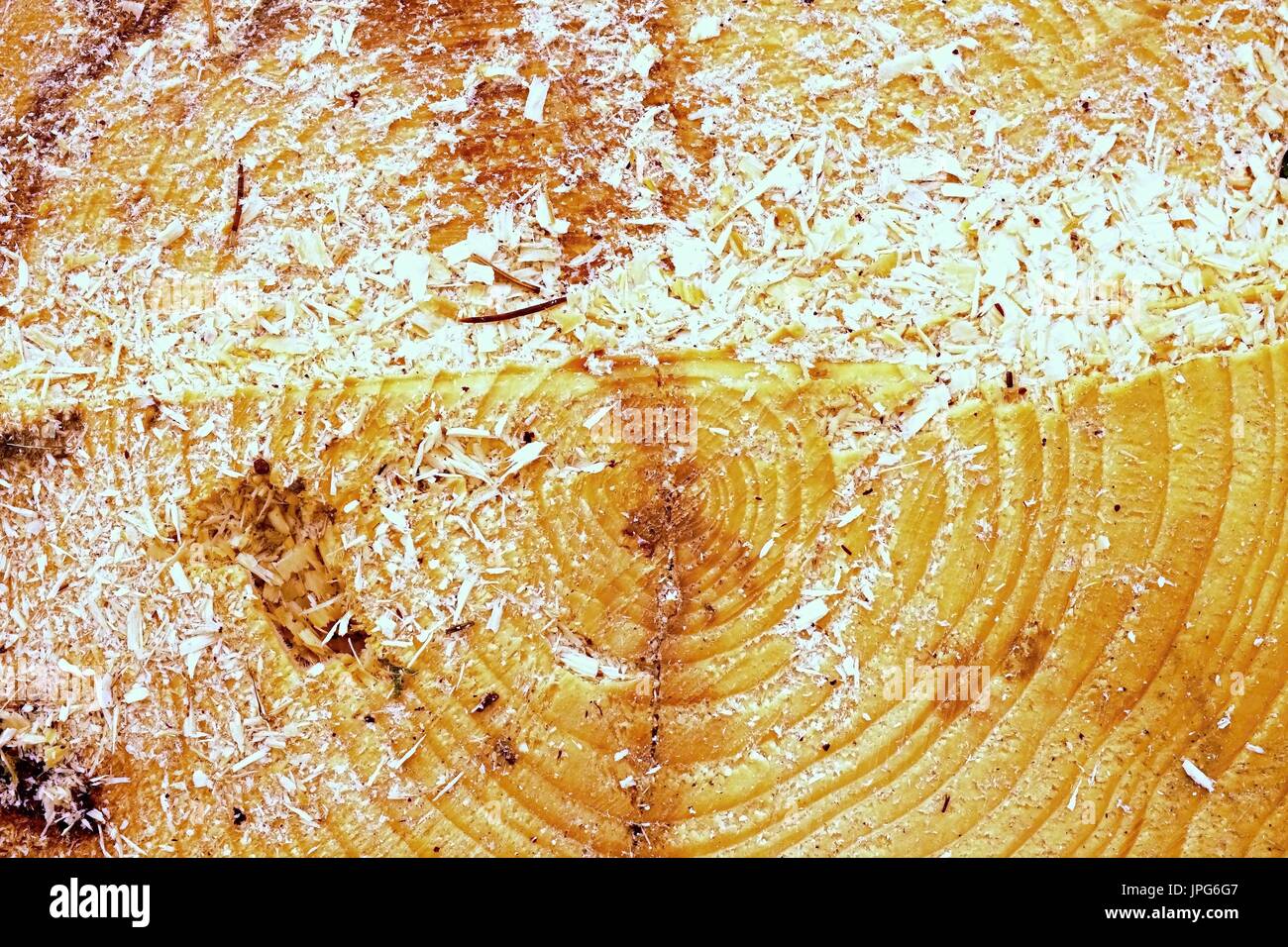 Cut alder tree with annual ring, saw dust and pieces of bark. Detail of ...