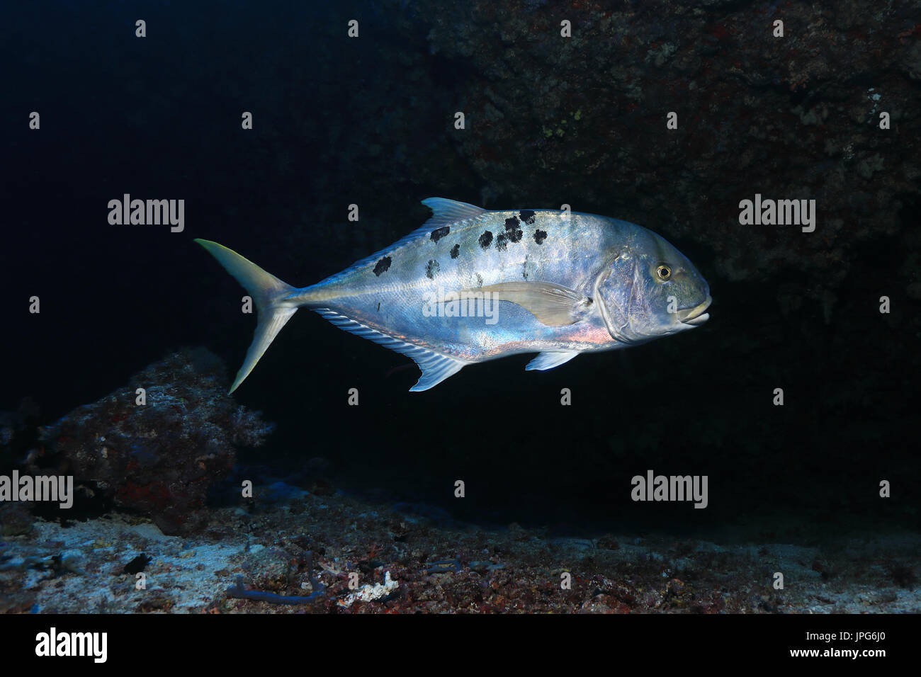 Banded trevally hi-res stock photography and images - Alamy