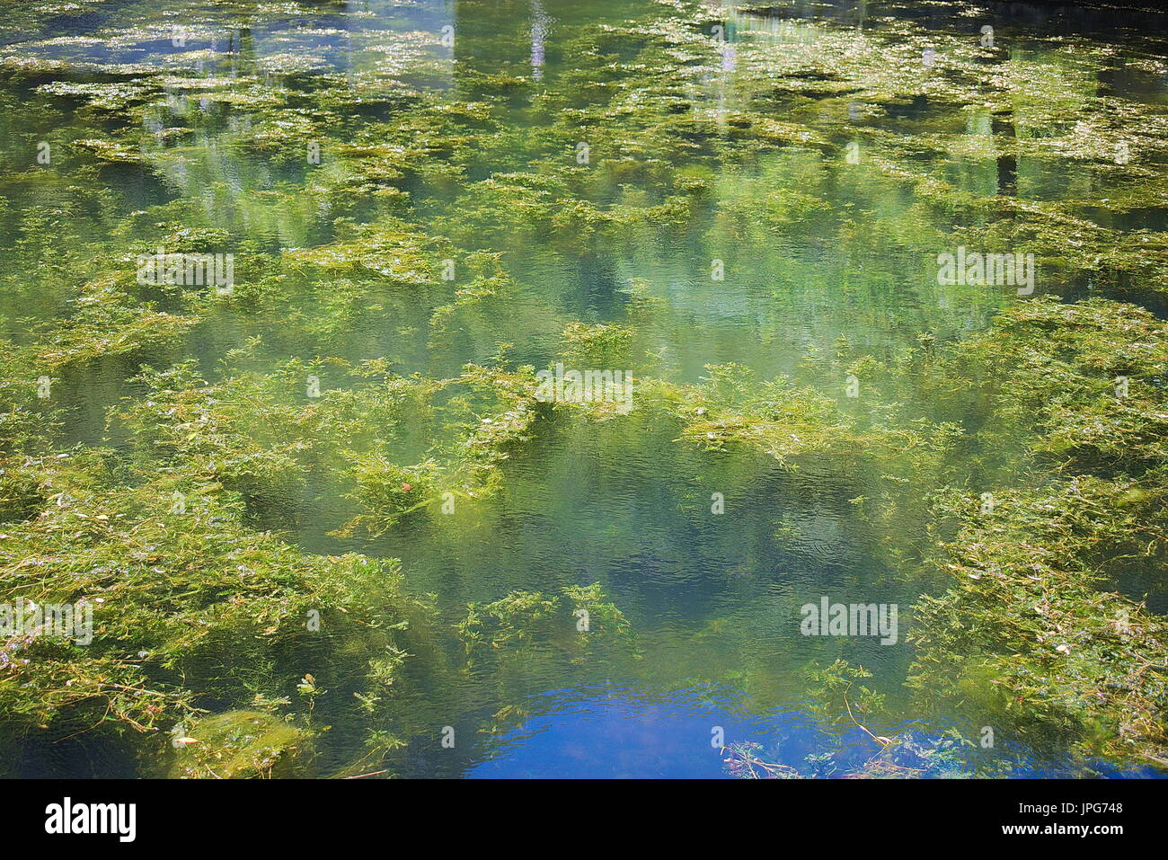 Reflection in a swamp pool Stock Photo - Alamy