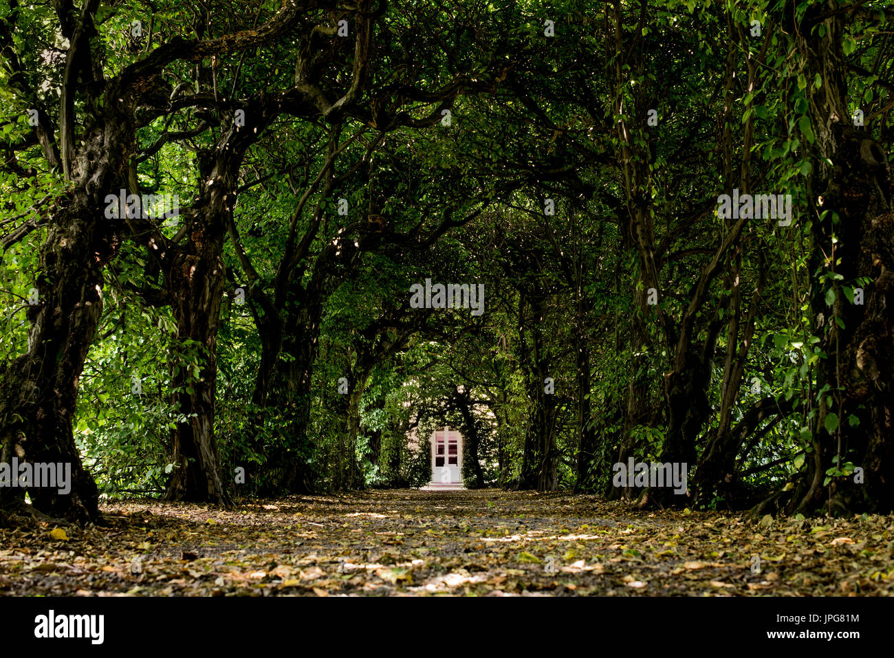 enchanted door in a tunnel of trees, magical ambient and scene Stock ...