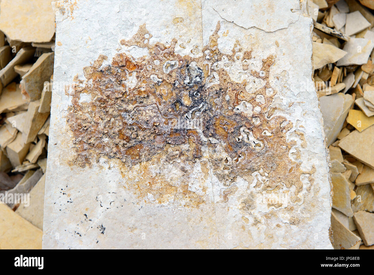 Dendrite minerals on limestone rocks of Solnhofen. full frame ...
