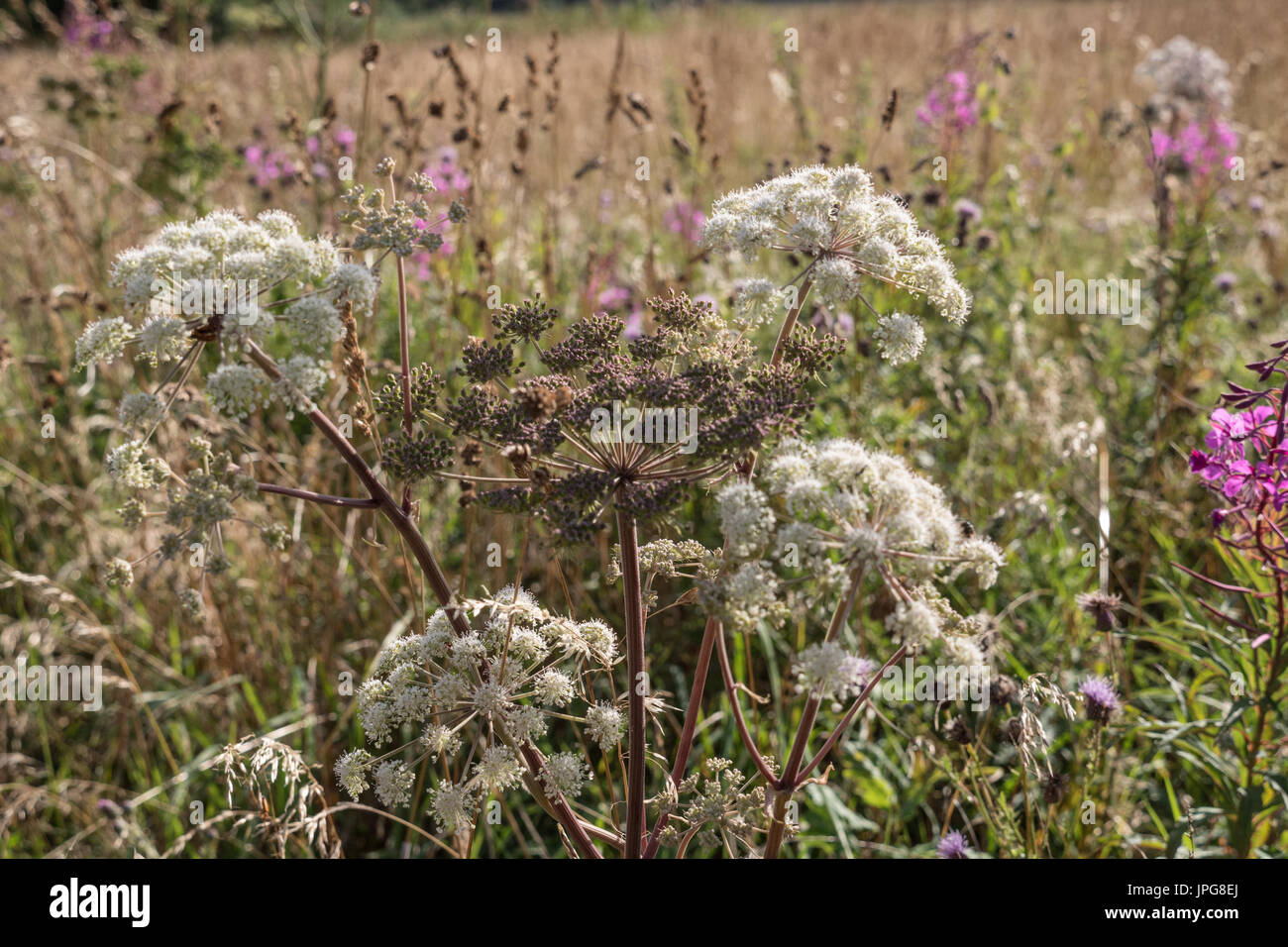 Wild flowers growing on the field margins of an arable crop of cereals ...
