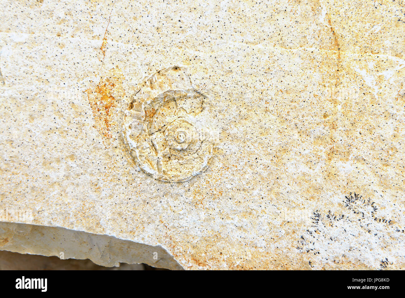 Ammonite fossil in limestone rock. surface. Solnhofen Germany Stock ...