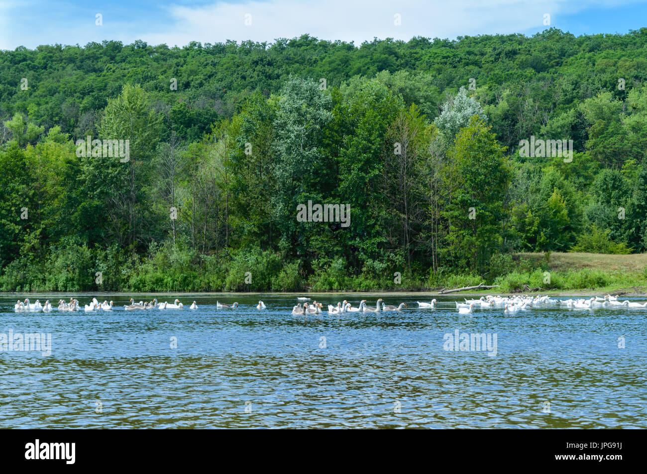 Meadow Riverside Forest High Resolution Stock Photography and Images ...