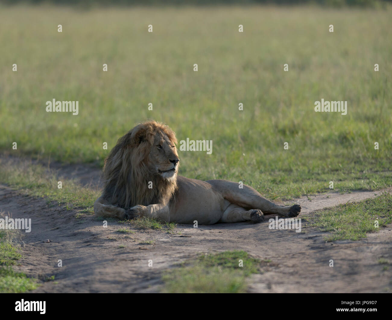 Male and female lion breeding hi-res stock photography and images - Alamy