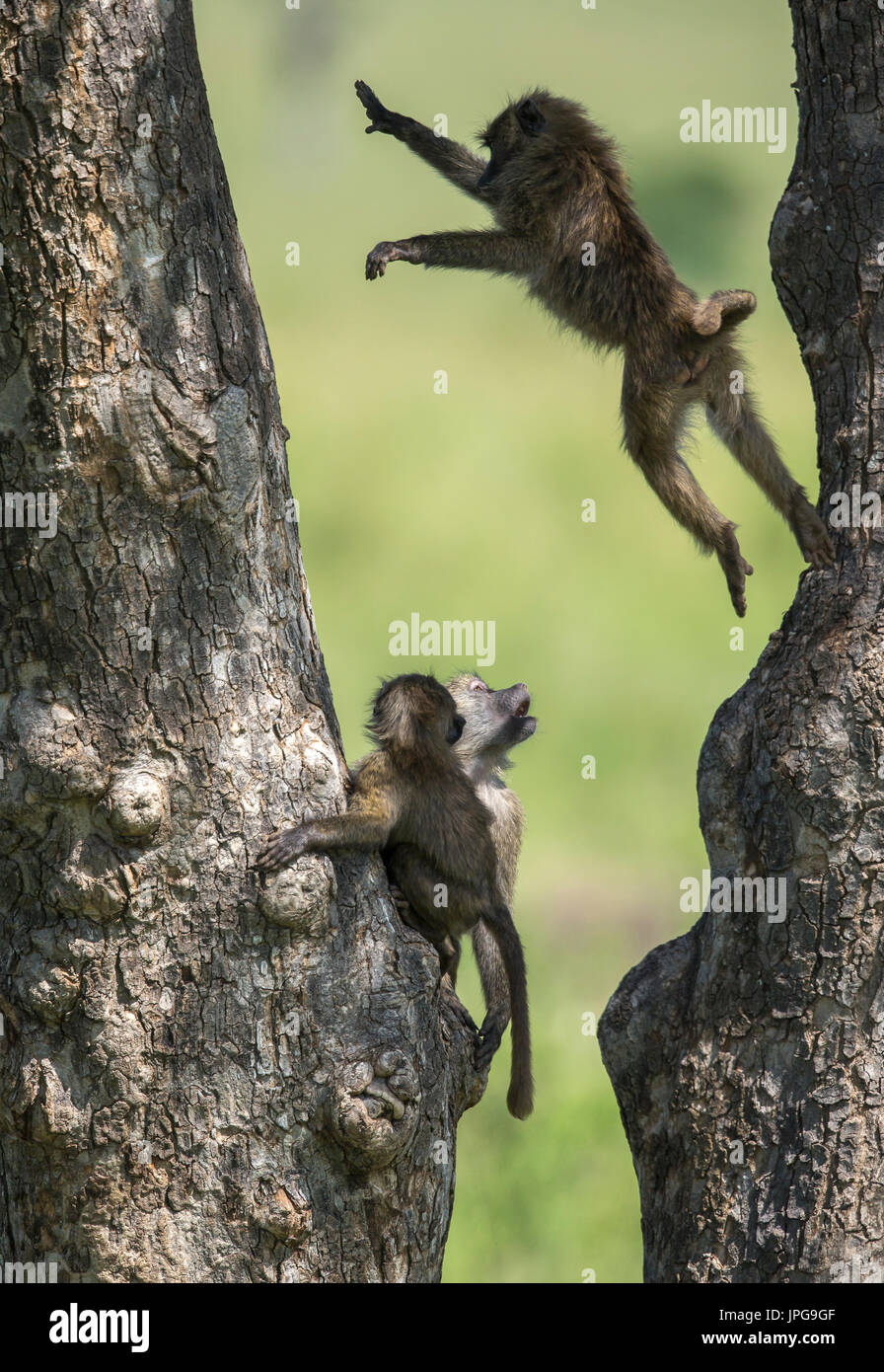 Monkey cub playing hi-res stock photography and images - Alamy