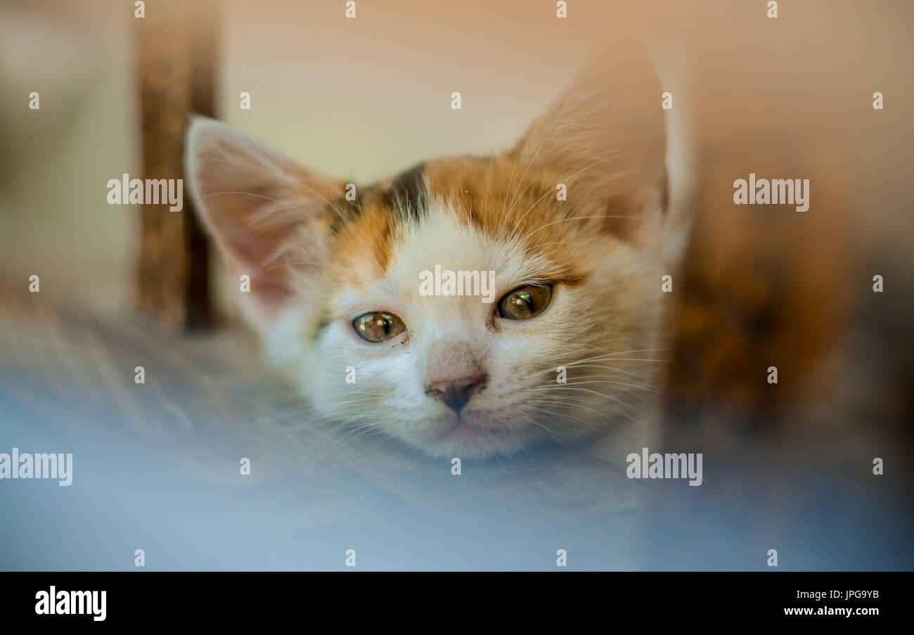 Meet Ana, she's one af the best cat you've ever seen Stock Photo - Alamy