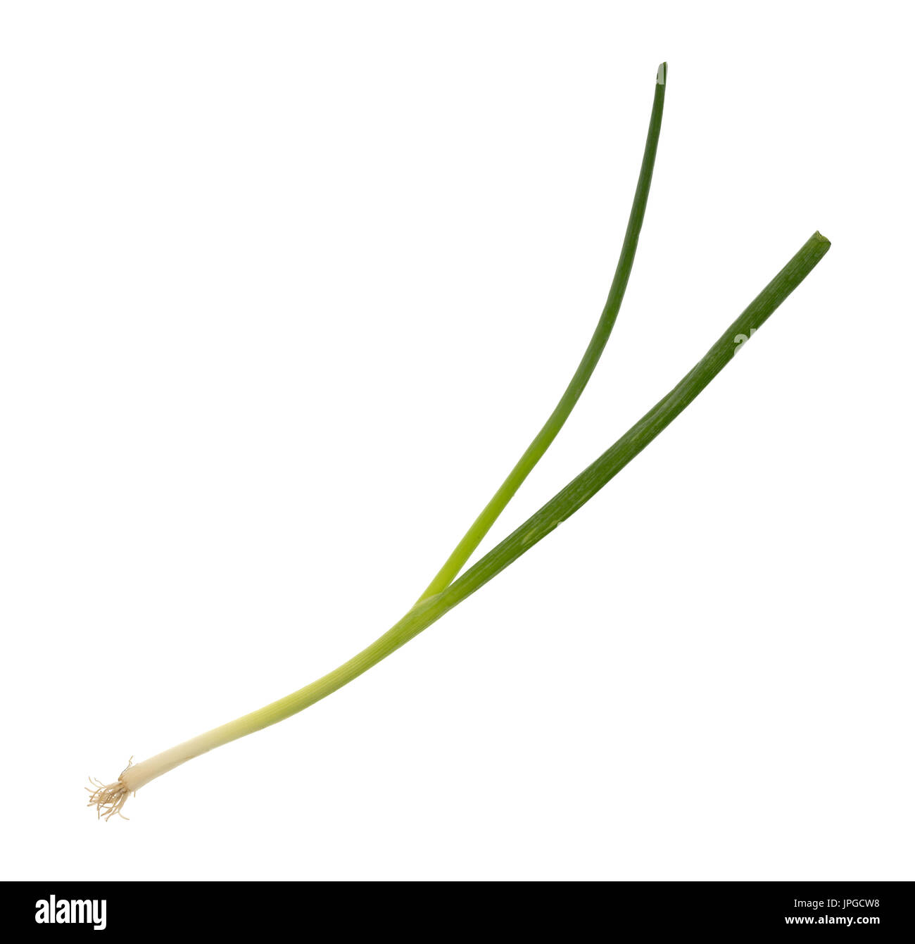 A single fresh stalk of green onion showing leaf and root isolated on a ...