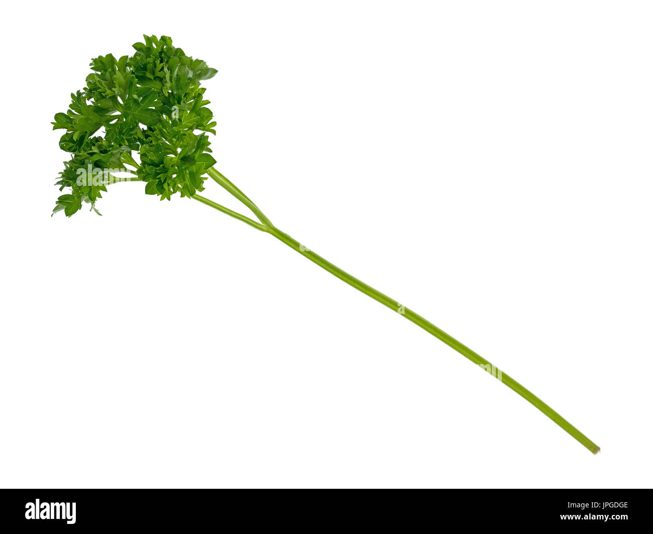 Top view of a single curly parsley sprig isolated on a white background ...