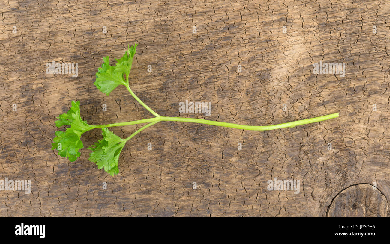 Top view of a single curly parsley sprig on an old brown wood board ...