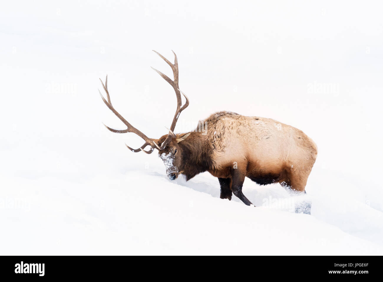 Wild male elk in Cut Out Stock Images & Pictures - Alamy