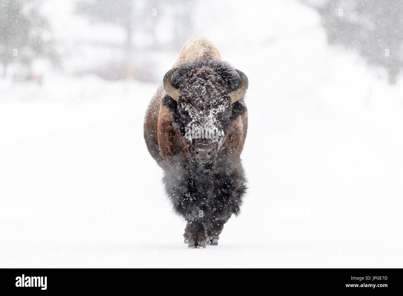 Bison (Bison bison) bull, walking in a snowstorm, looking at camera ...