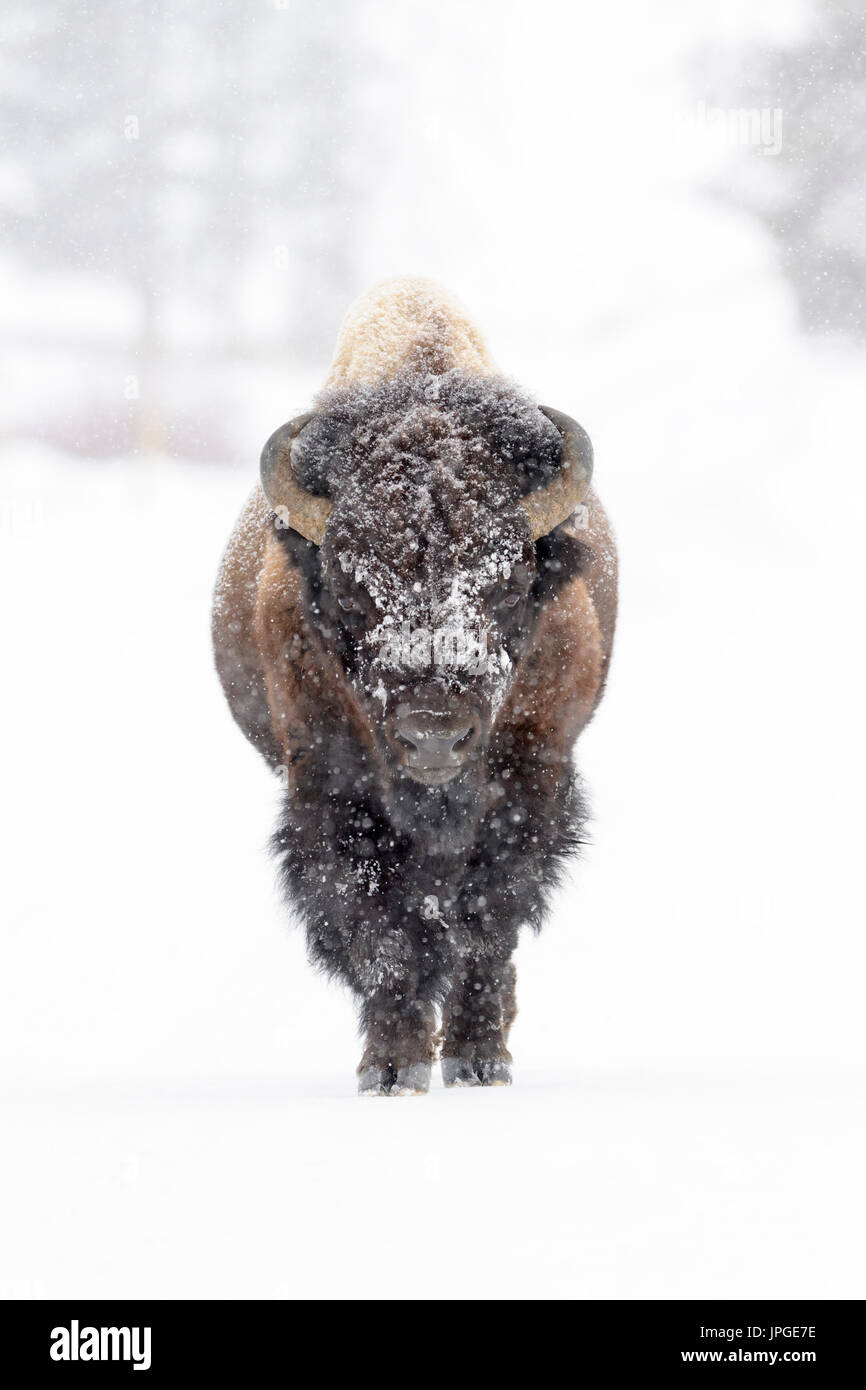 Buffalo storm hi-res stock photography and images - Alamy