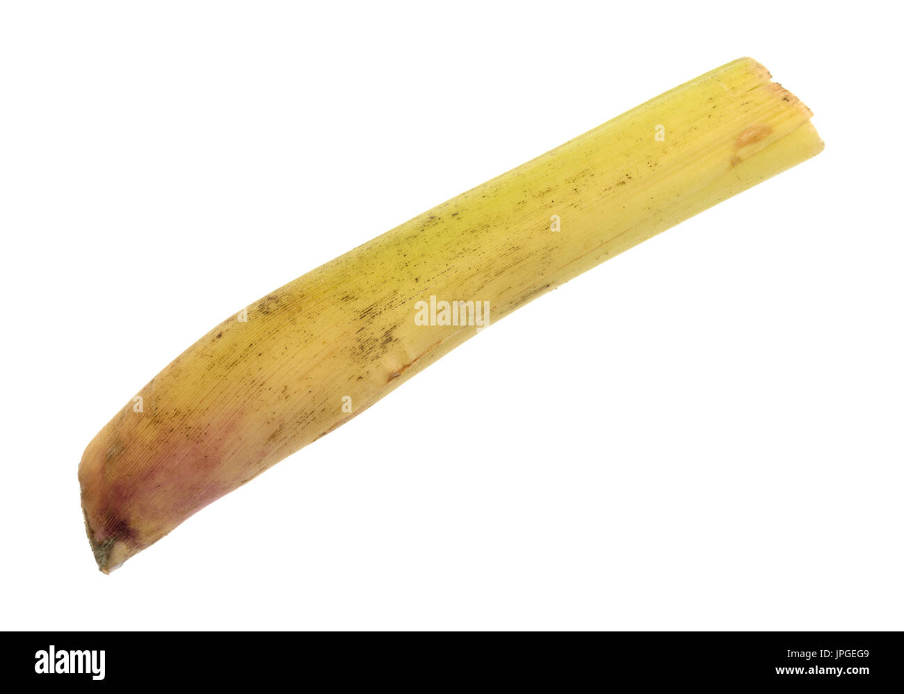 Top view of a single lemon grass stalk isolated on a white background ...