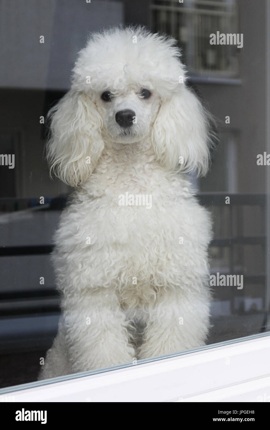 Dog reflection through window hi-res stock photography and images - Alamy