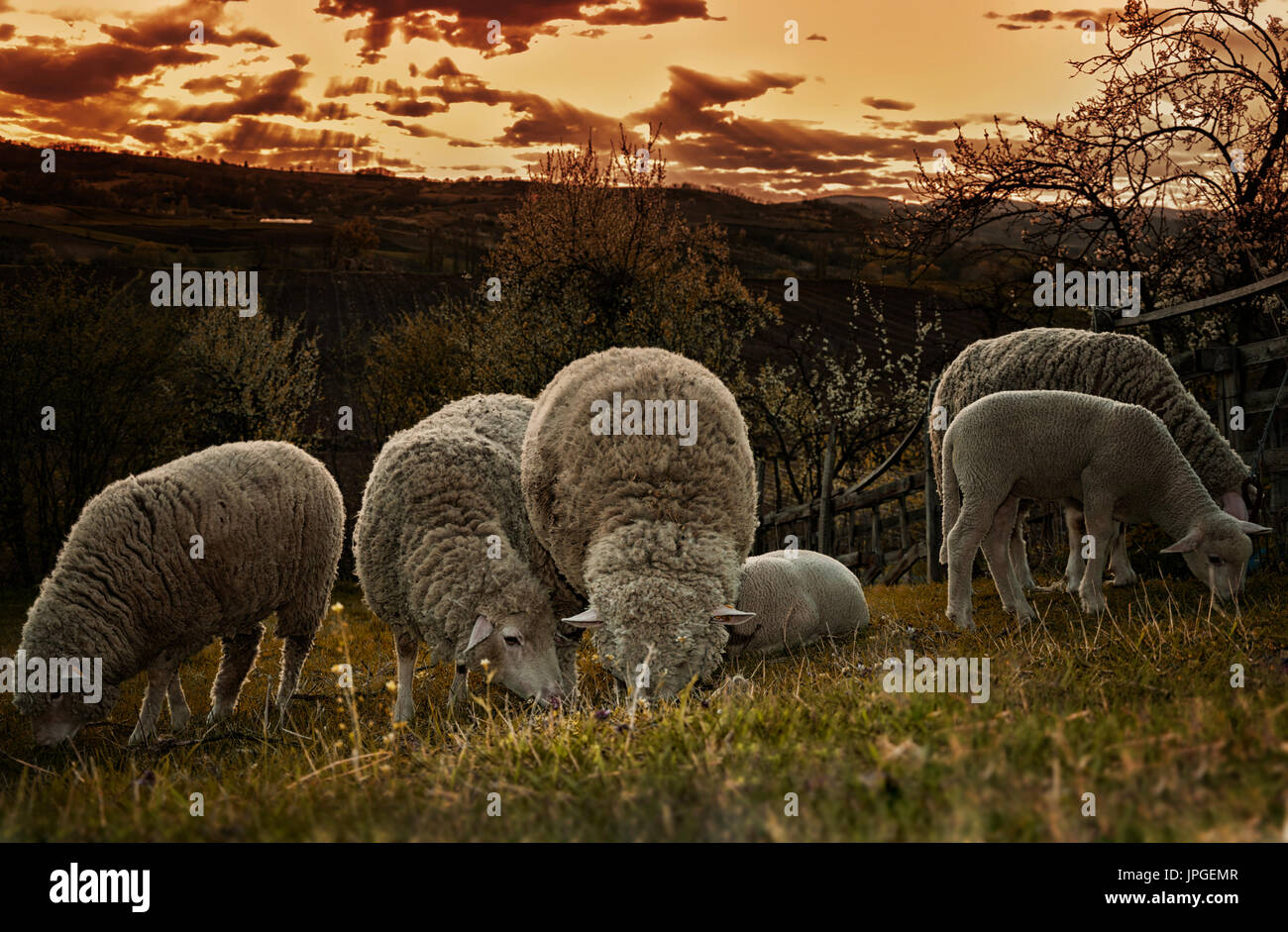 Groups of sheep hi-res stock photography and images - Alamy