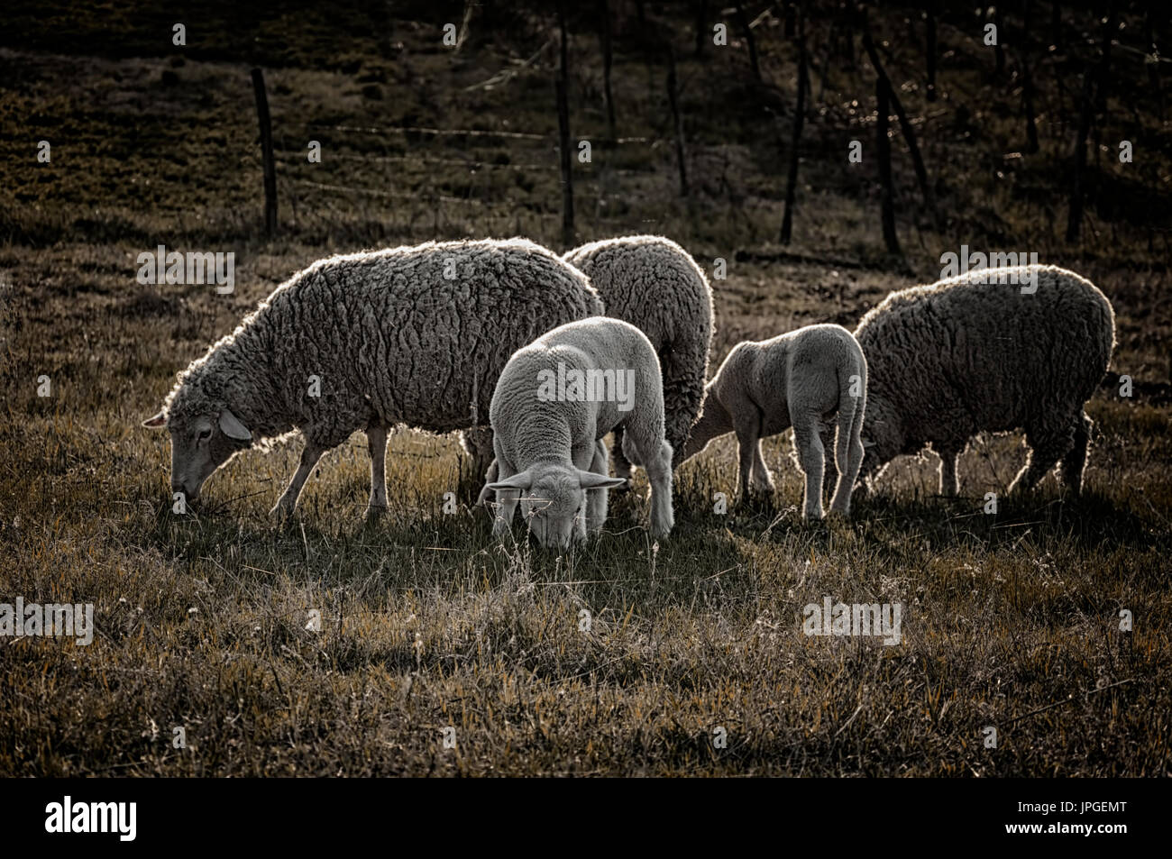 Groups of sheep hi-res stock photography and images - Alamy