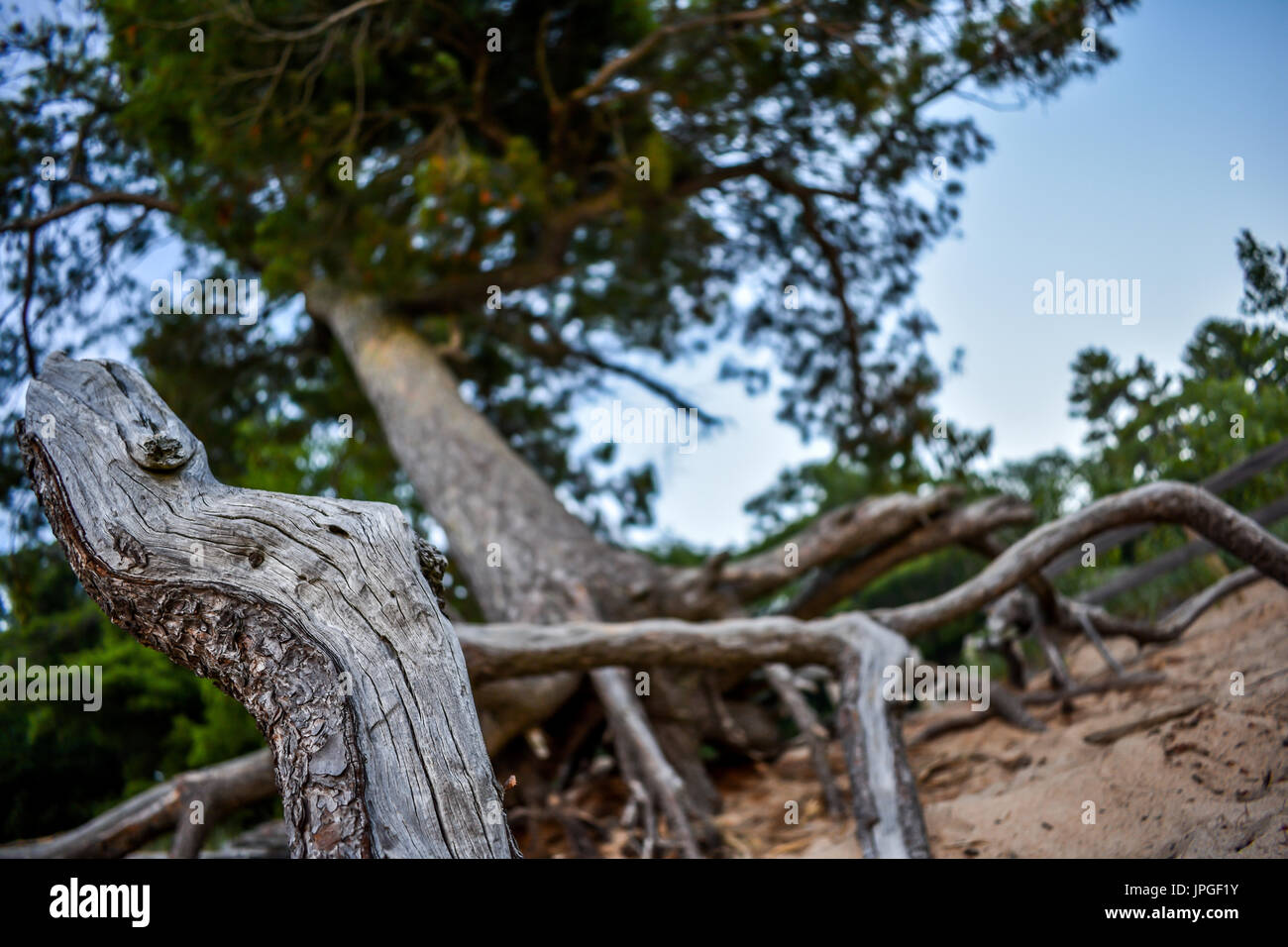 tree from roots perspective Stock Photo - Alamy
