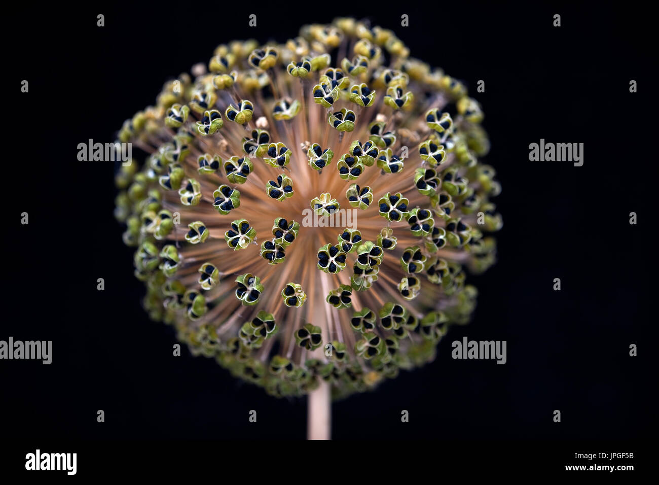 Allium seedhead decoration hi-res stock photography and images - Alamy
