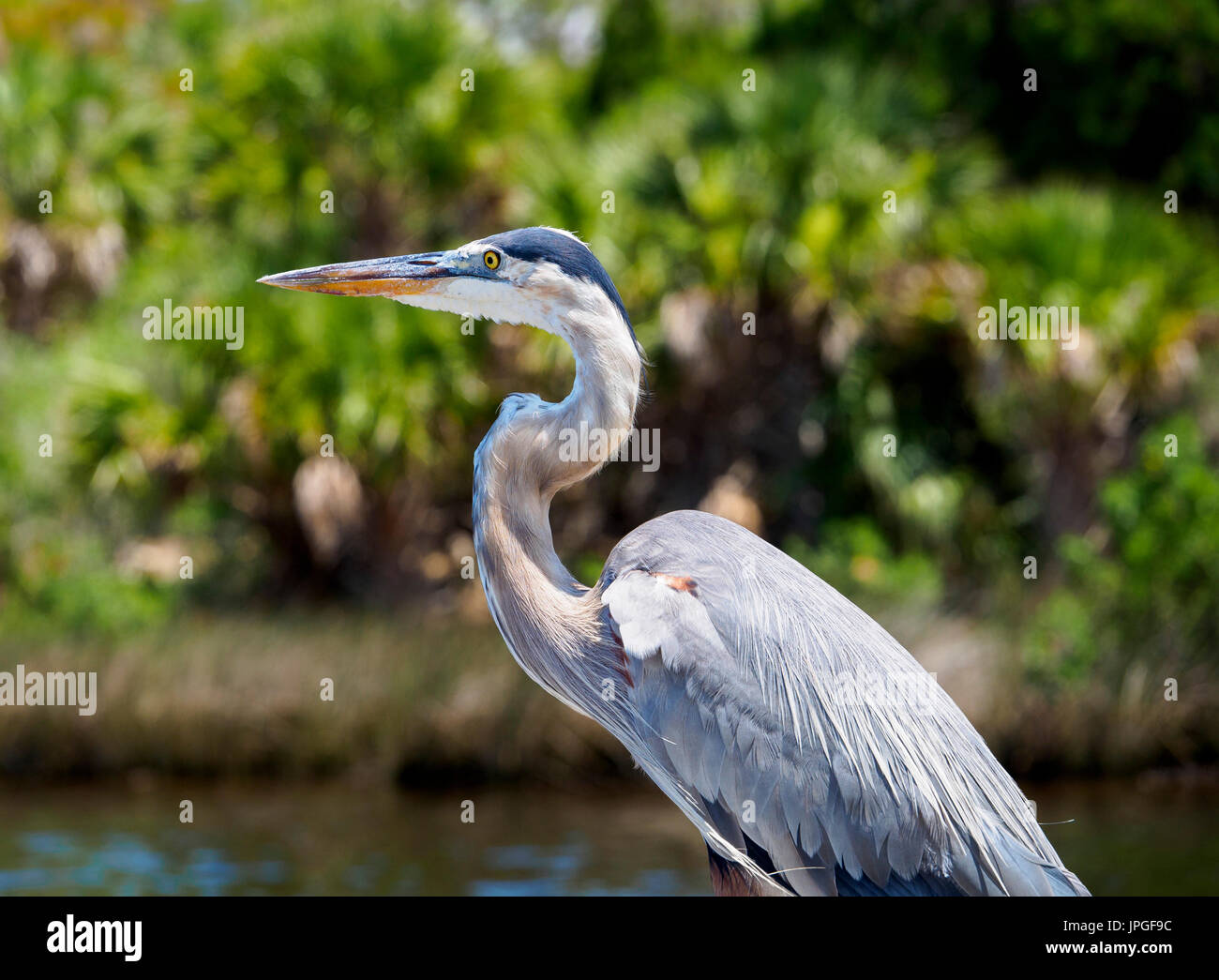 Great blue heron close up hi-res stock photography and images - Alamy
