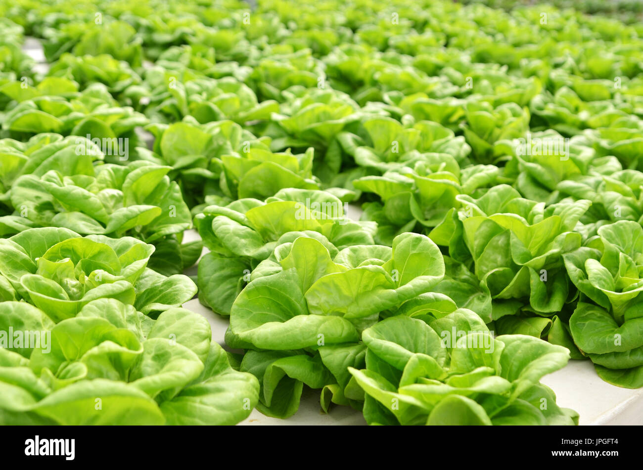 Soilless cultivation hi-res stock photography and images - Alamy