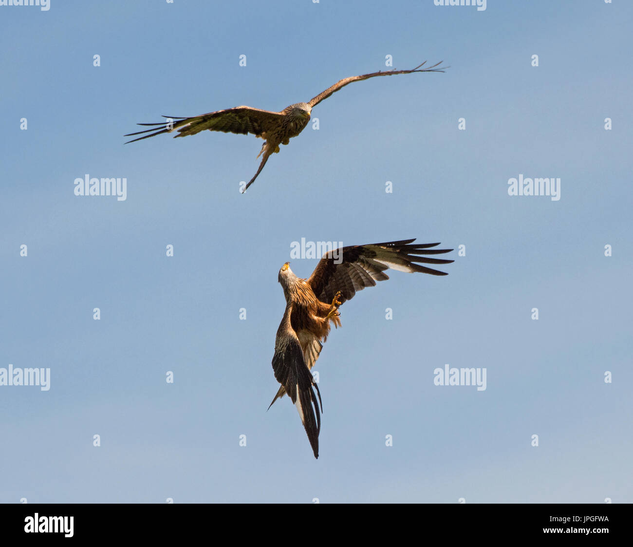 Two Red Kites, Milvus milvus, in flight Stock Photo - Alamy