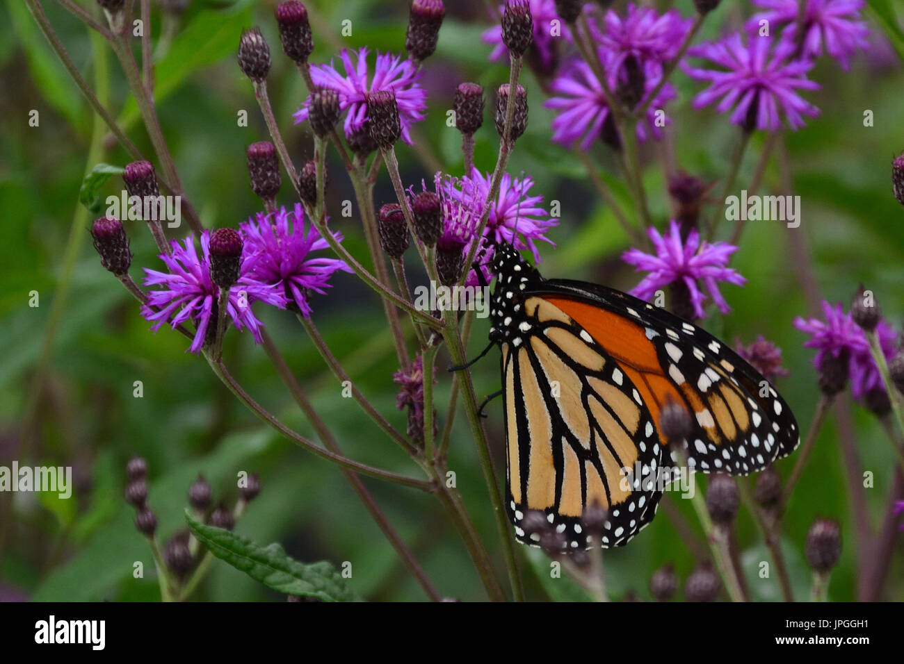 Common north american butterfly hi-res stock photography and images - Alamy