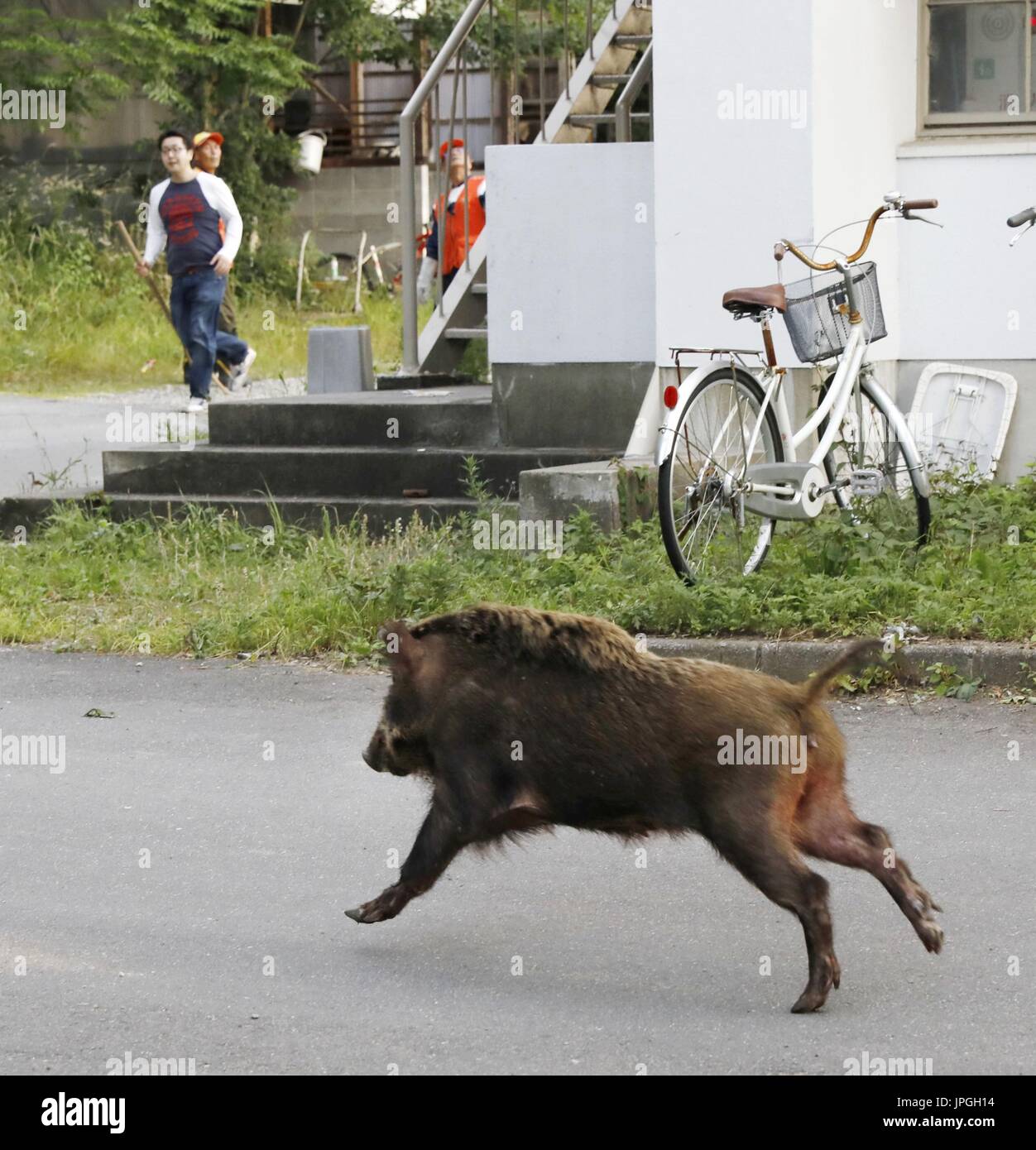 A wild boar runs through the grounds of a Kyoto University dormitory in ...