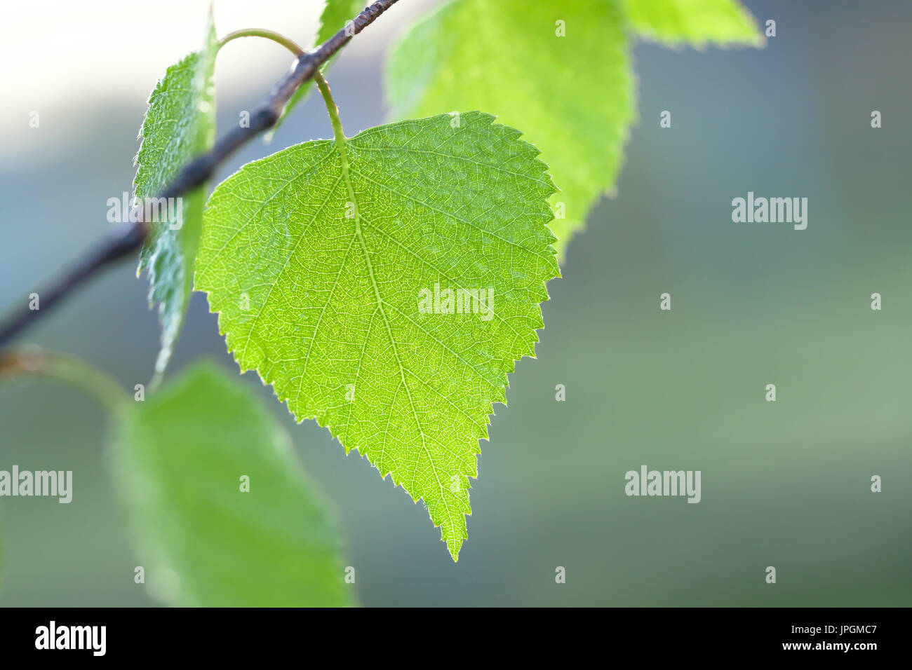 Wet birch branch hi-res stock photography and images - Alamy