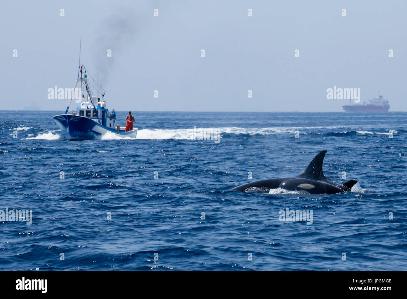Orca, or killer whale (Orcinus orca) feeding near the boats of Moroccan ...