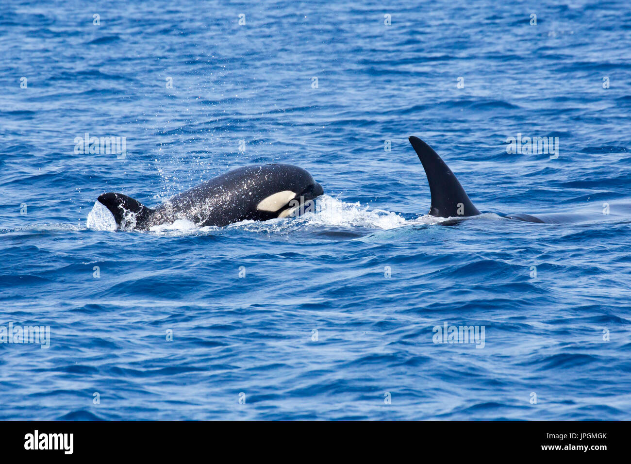 Orca, or killer whale (Orcinus orca) feeding near the boats of Moroccan ...