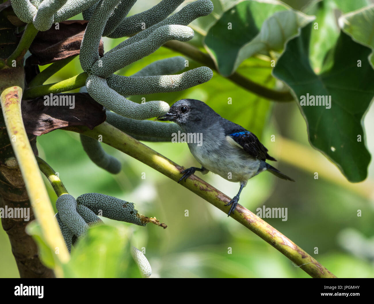 Plain colored tanager hi-res stock photography and images - Alamy
