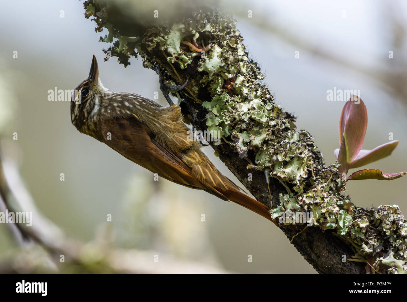 Streaked Xenops (Xenops rutilans). Colombia, South America Stock Photo ...