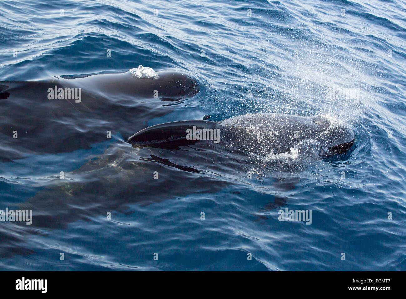 Long-finned Pilot Whales (Globicephala melas), a type of large dolphin ...