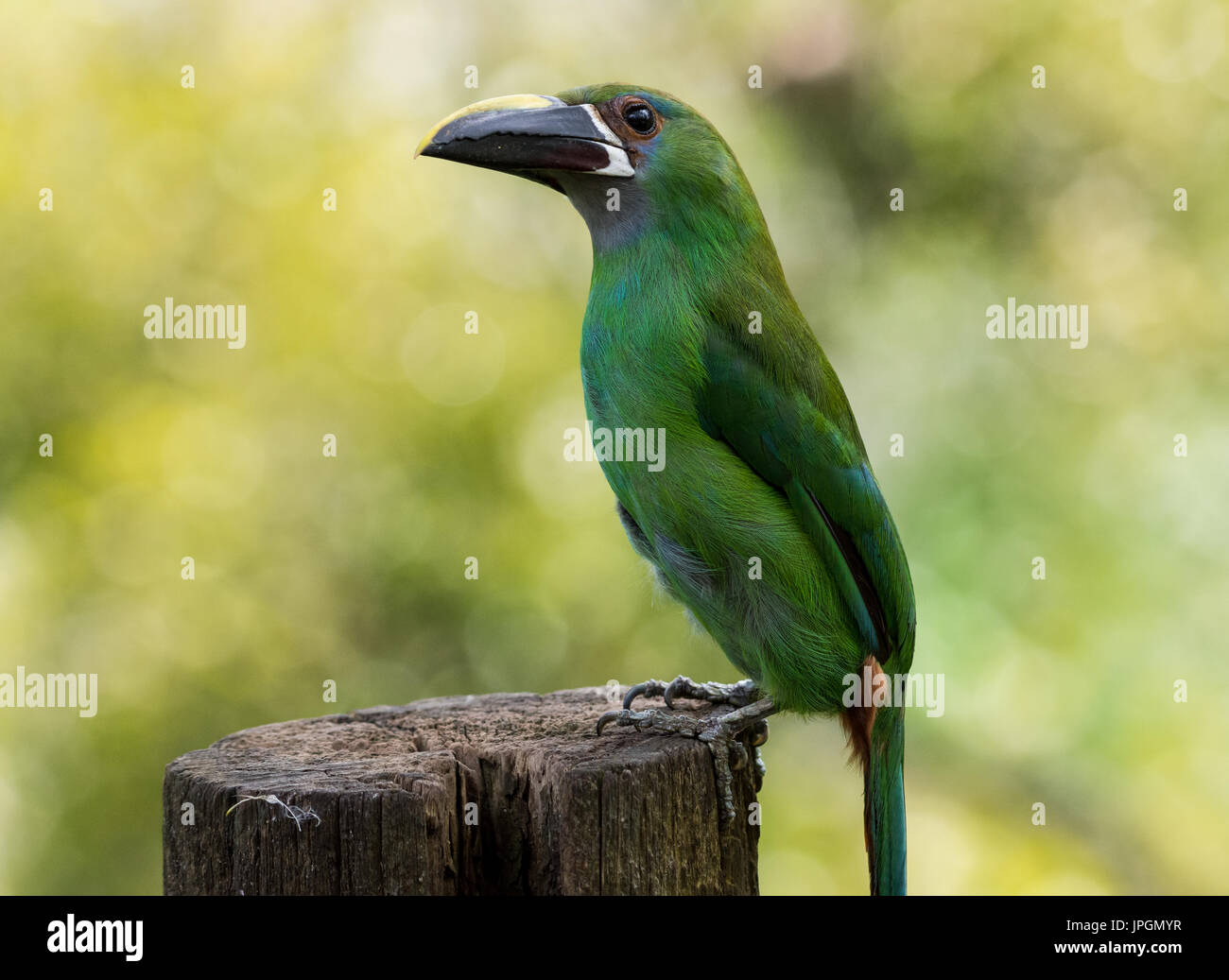 Aulacorhynchus prasinus hi-res stock photography and images - Alamy