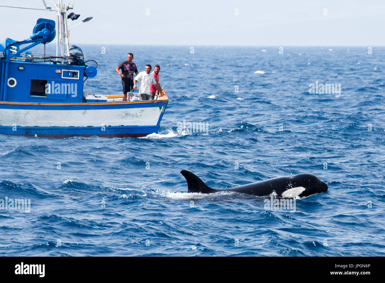 Orca, or killer whale (Orcinus orca) feeding near the boats of Moroccan ...