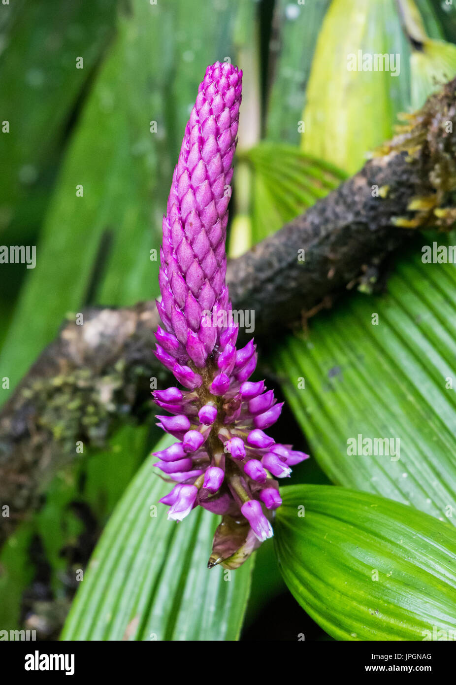 Purple flowers of orchid Elleanthus sp. Colombia, South America Stock ...