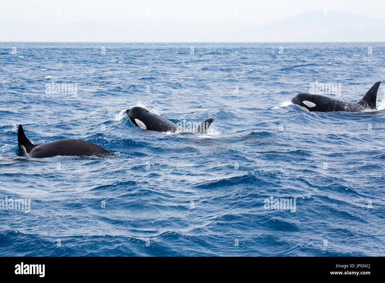 Orca fish hi-res stock photography and images - Alamy