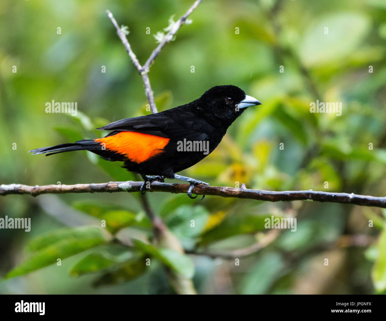 Flame-rumped Tanager (Ramphocelus flammigerus). Colombia, South America ...