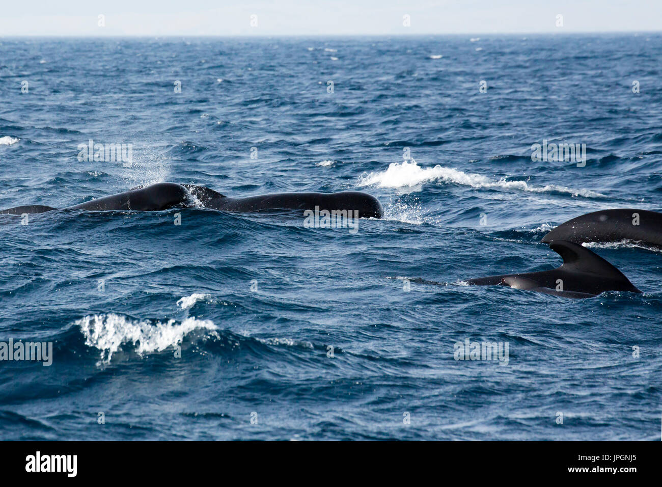 Long-finned Pilot Whales (Globicephala melas), a type of large dolphin ...