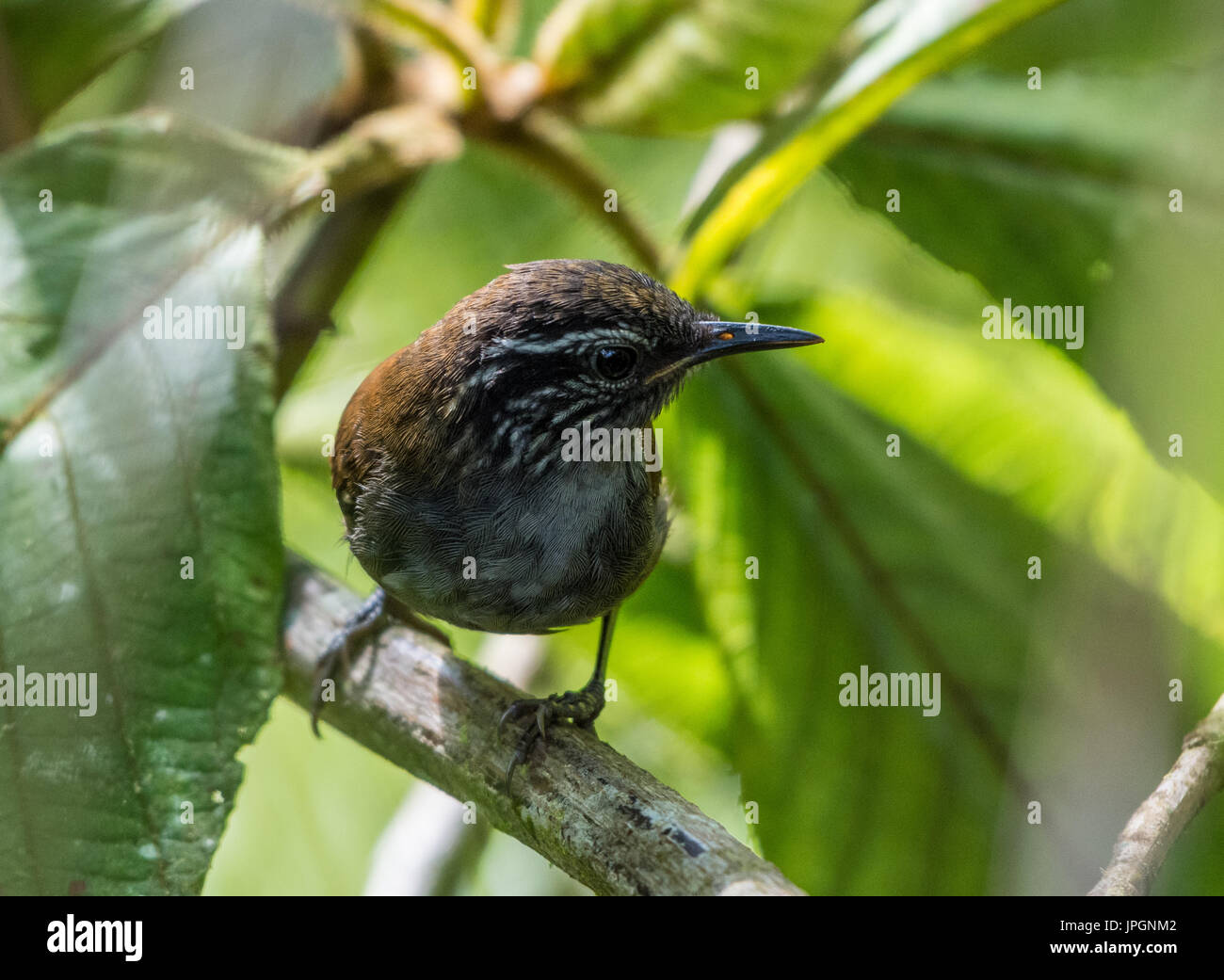 Gray-breasted Wood-Wren (Henicorhina leucophrys). Colombia, South ...