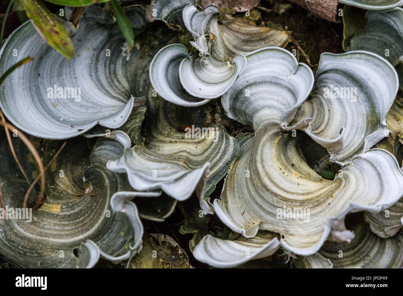 Delicate texture of fungi growing on rock surface. Colombia, South ...