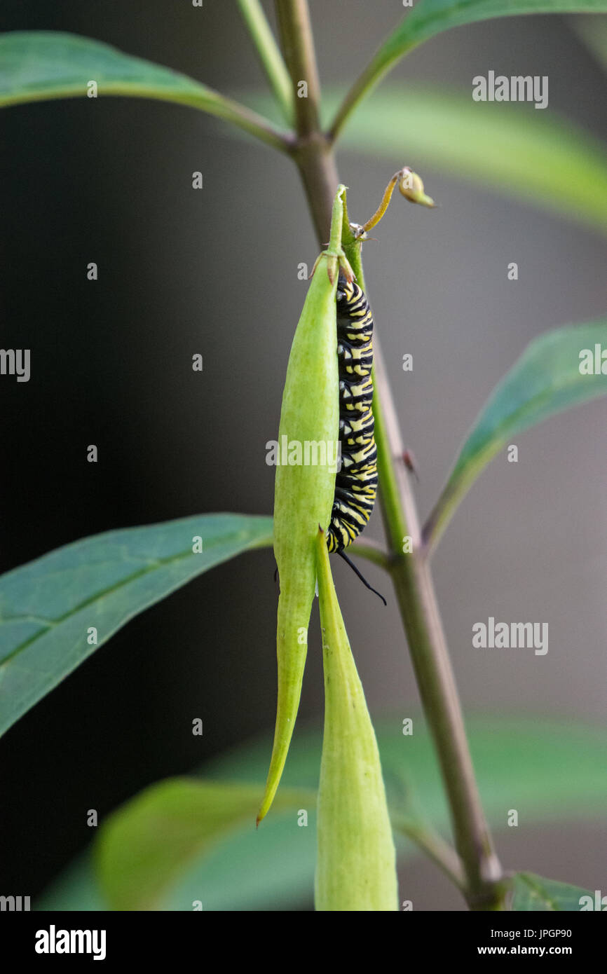 Caterpillar feeding on leaf hi-res stock photography and images - Alamy