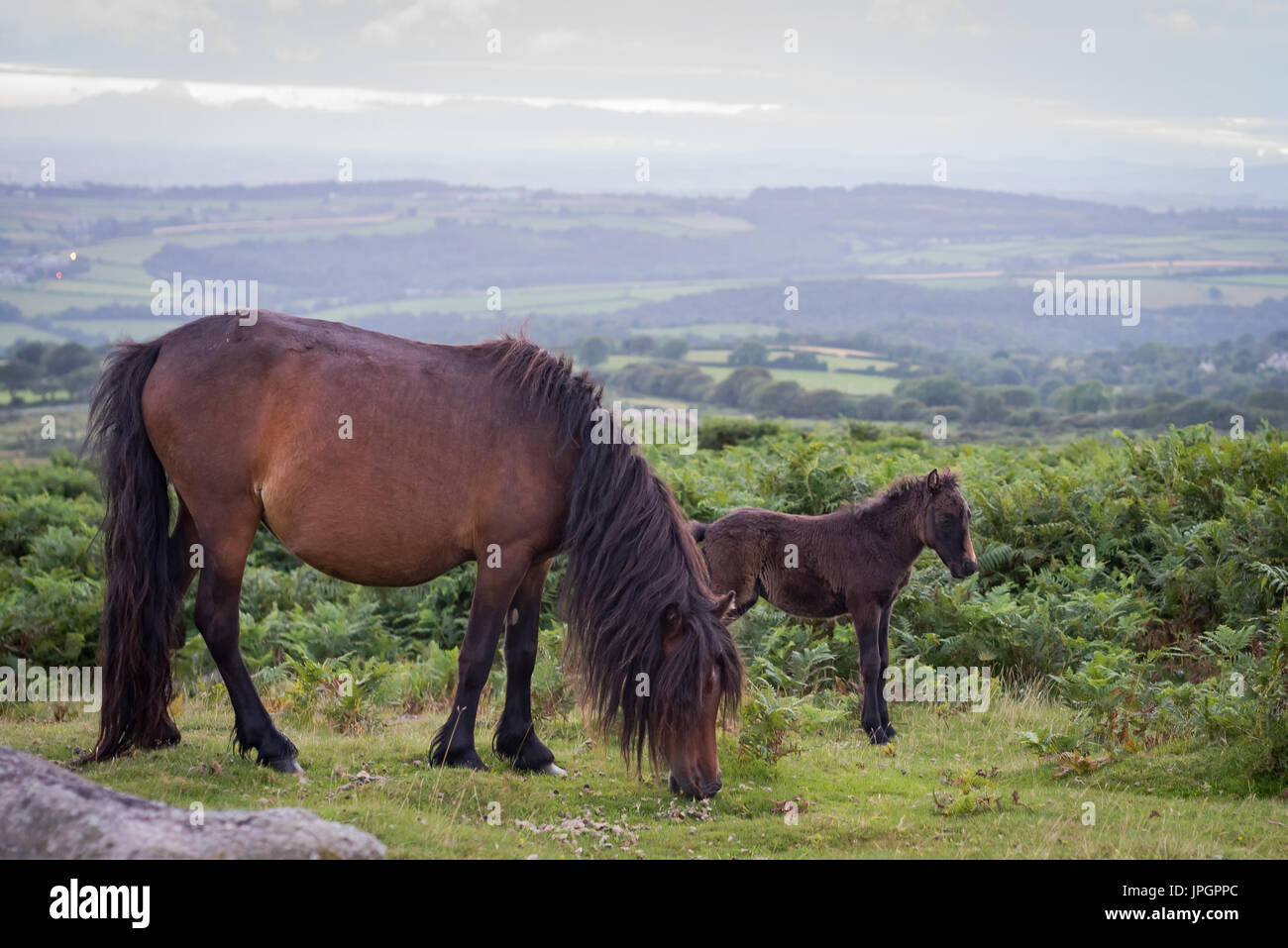 Wild Mare and Foal Stock Photo - Alamy