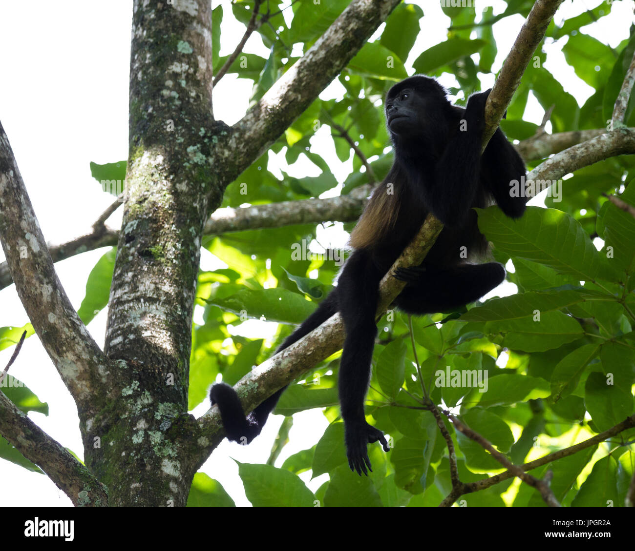 close up of a howler monkey up a tree in the rainforest of Costa Rica ...