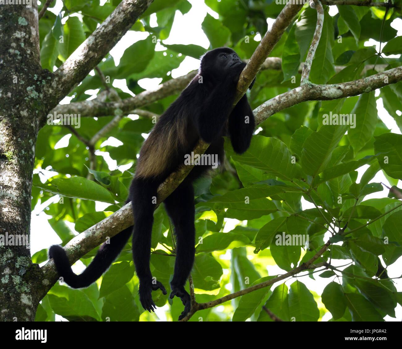 close up of a howler monkey up a tree in the rainforest of Costa Rica ...