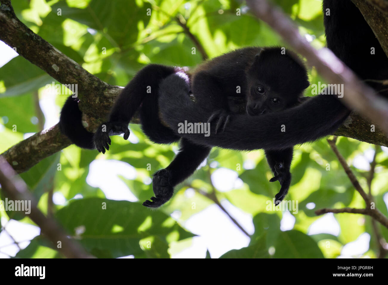 close up of a baby howler monkey up a tree in the rainforest of Costa ...