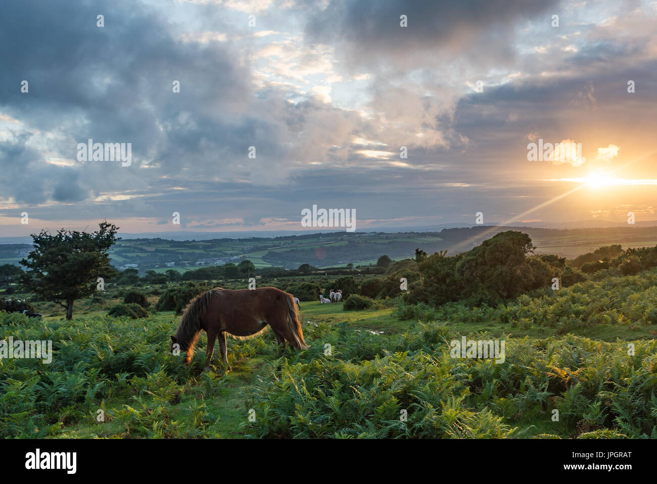Wild Horse At Sunset Stock Photo Alamy